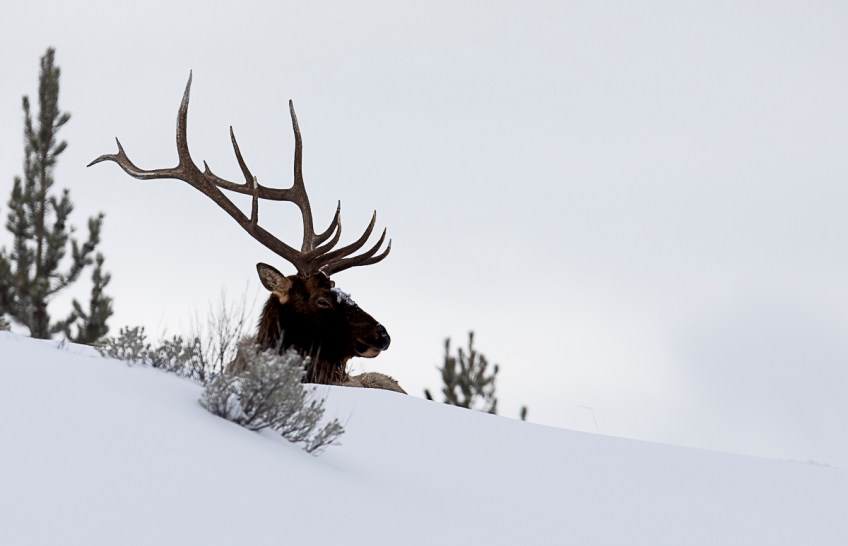 Bull Elk silhouette | Roads End Naturalist