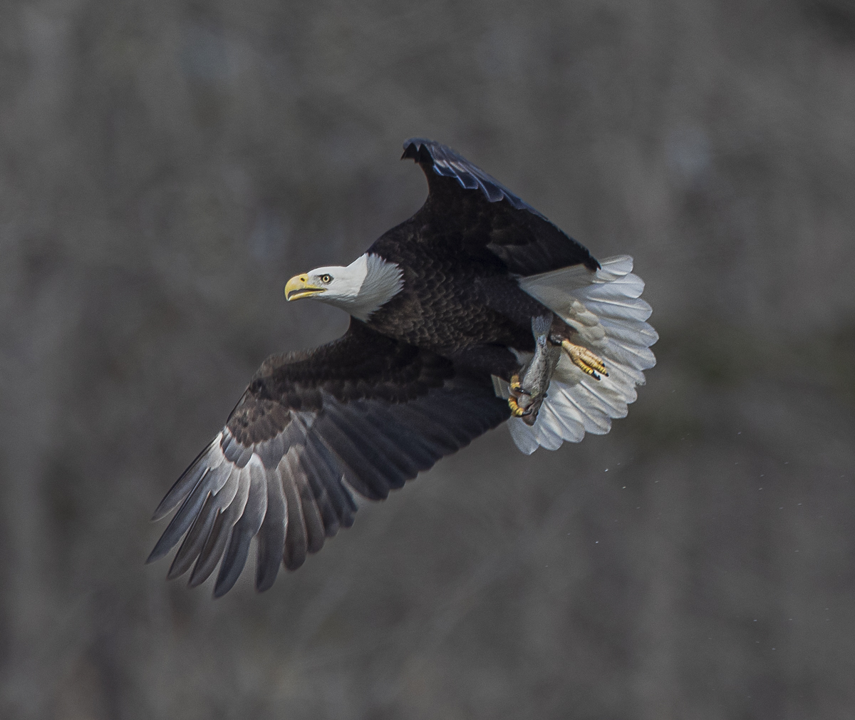Fly Like an Eagle – Roads End Naturalist