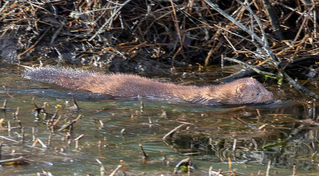 mattamuskeet national wildlife refuge | Roads End Naturalist