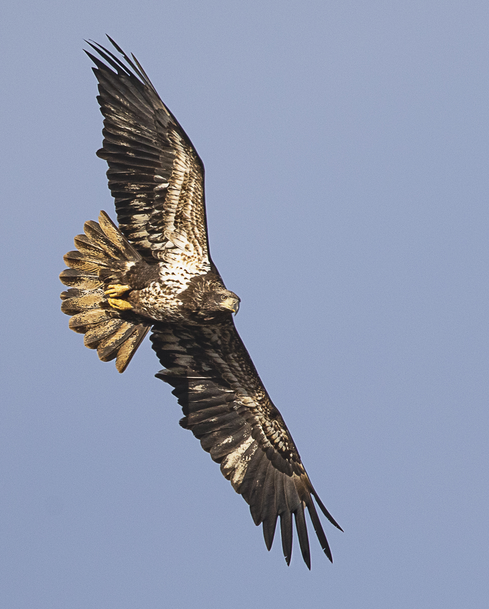 Fly Like an Eagle – Roads End Naturalist