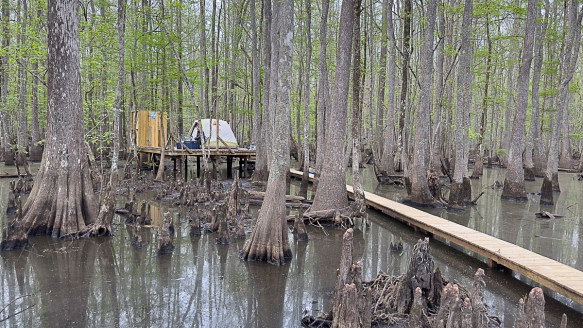 Swamping Again | Roads End Naturalist