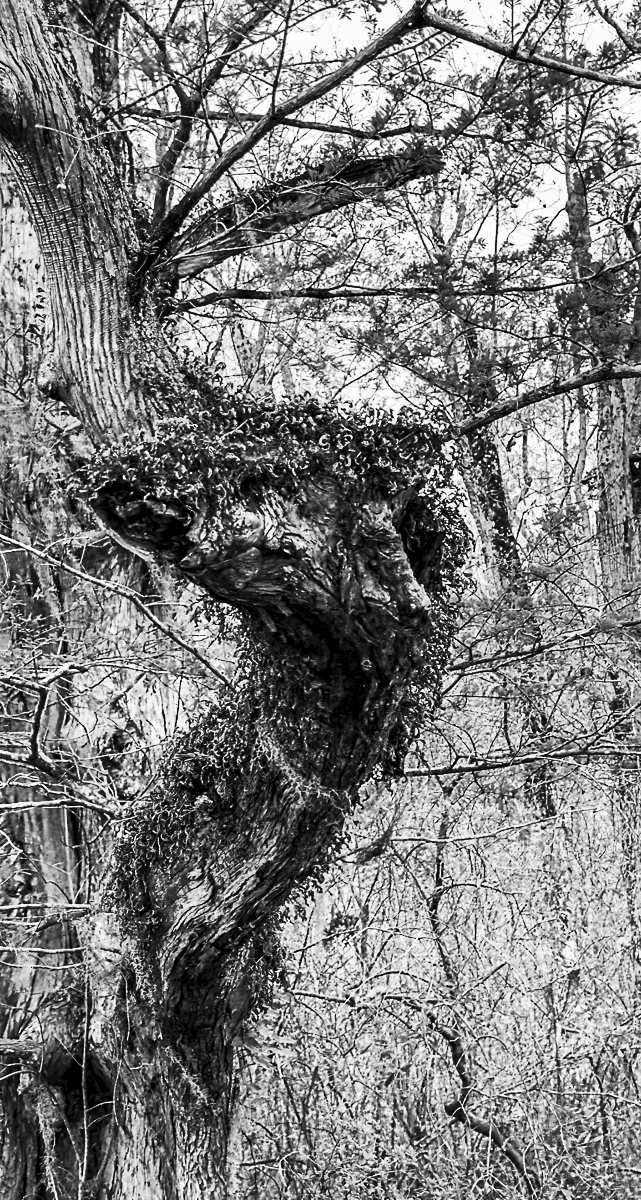 Cashie Calling – Roads End Naturalist