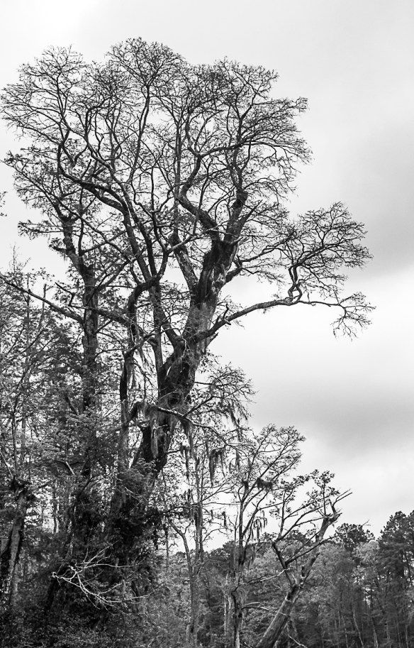 Cashie Calling | Roads End Naturalist