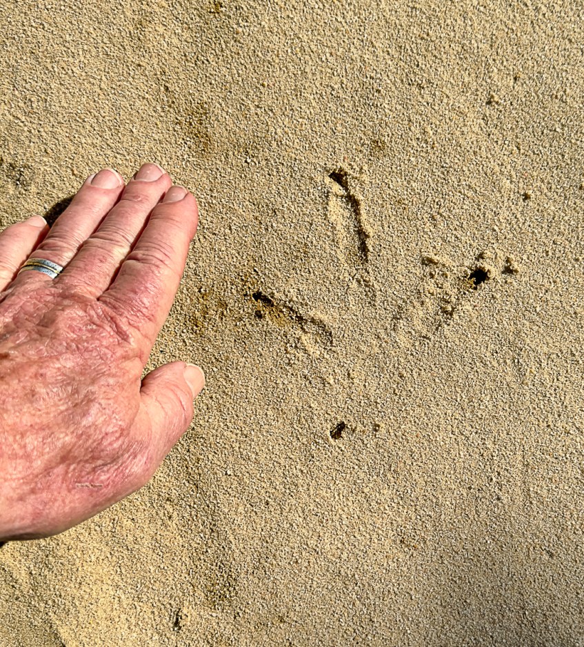 Wild Turkey track Jones Lake | Roads End Naturalist