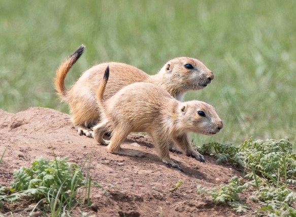 prairie dogs | Roads End Naturalist