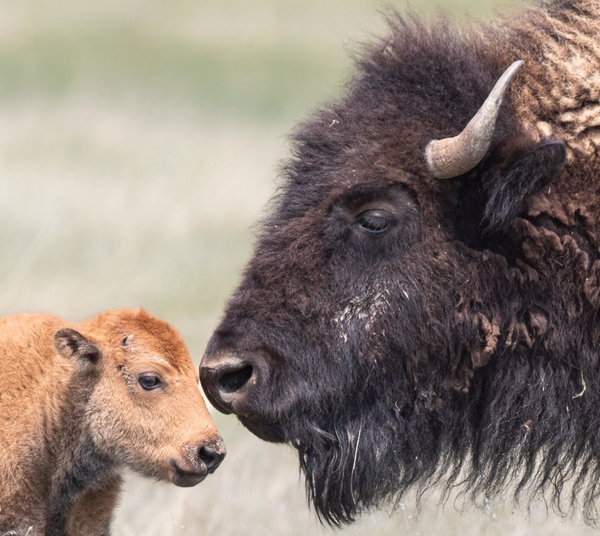 bison cow and calf | Roads End Naturalist