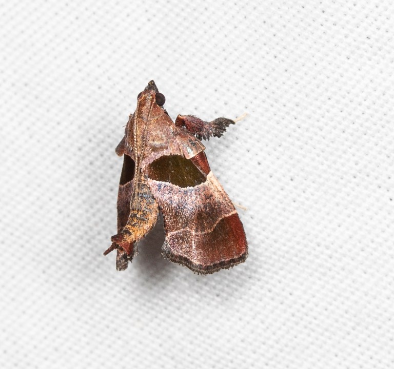 Mothing 2023 – Roads End Naturalist