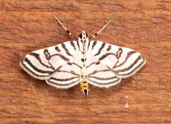 national moth week | Roads End Naturalist