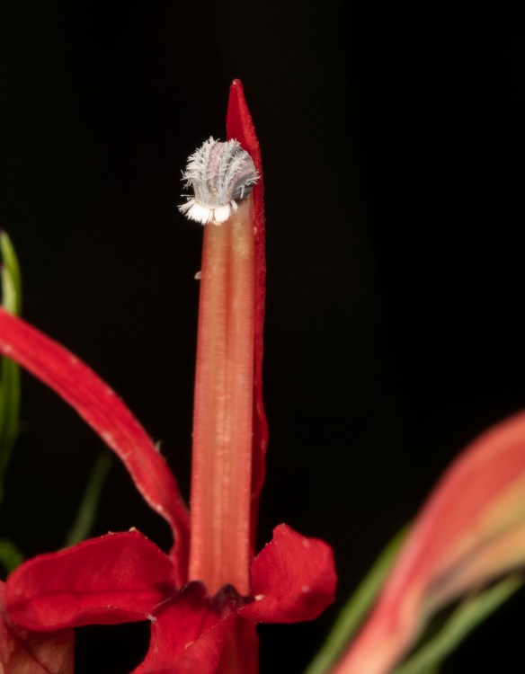 cardinal flower | Roads End Naturalist