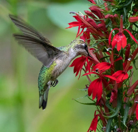 cardinal flower | Roads End Naturalist