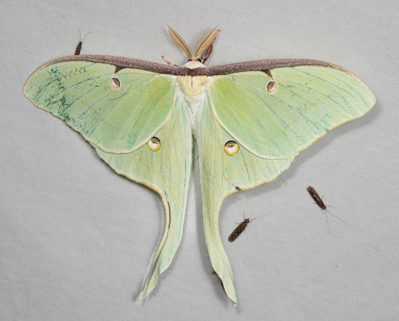 Moths and More | Roads End Naturalist