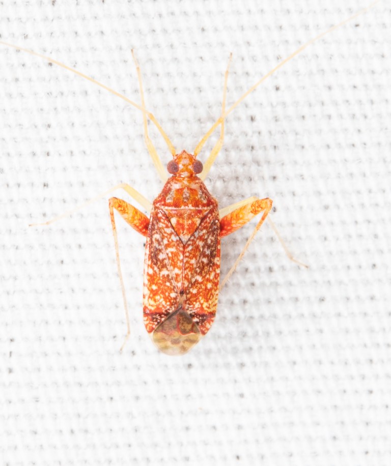 moth light – Roads End Naturalist