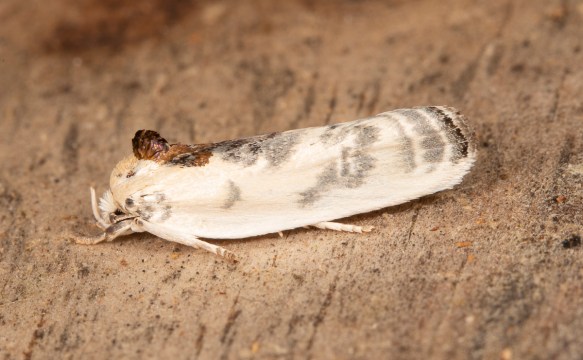 moth light | Roads End Naturalist