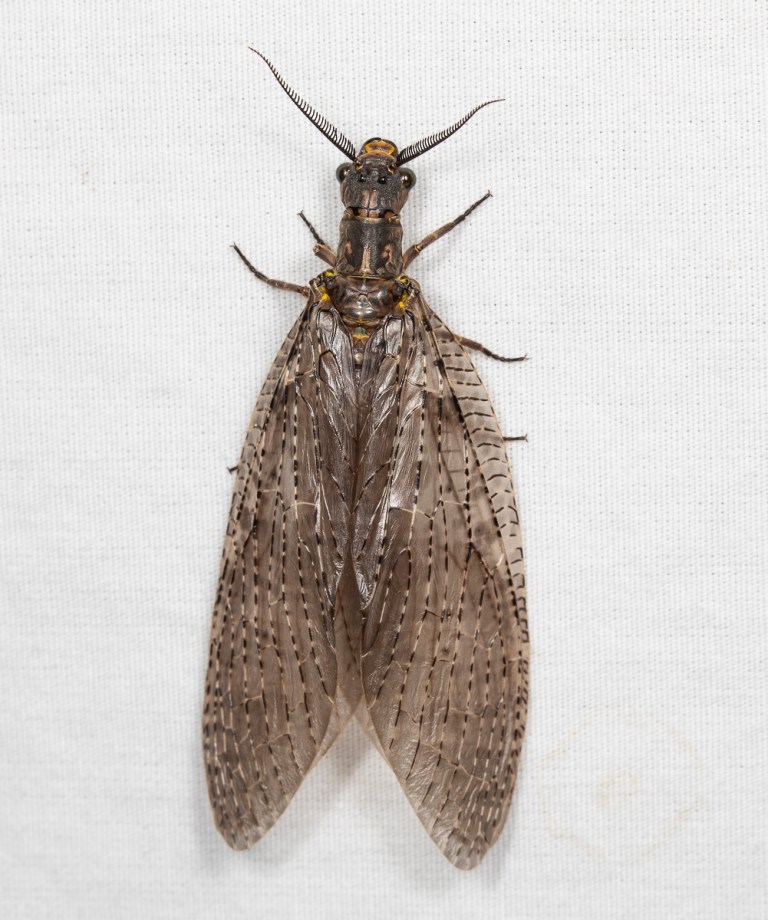 moth light – Roads End Naturalist