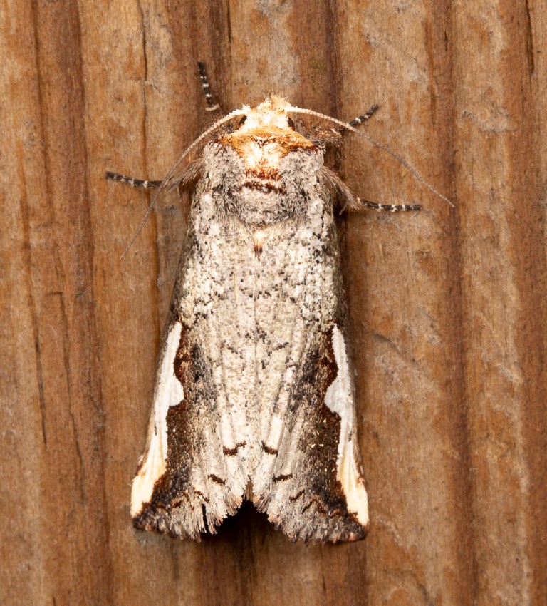 moth light – Roads End Naturalist