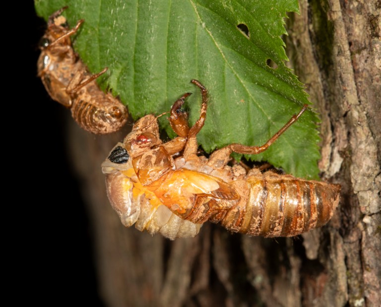 Roads End Naturalist | Educating myself and others about the natural ...