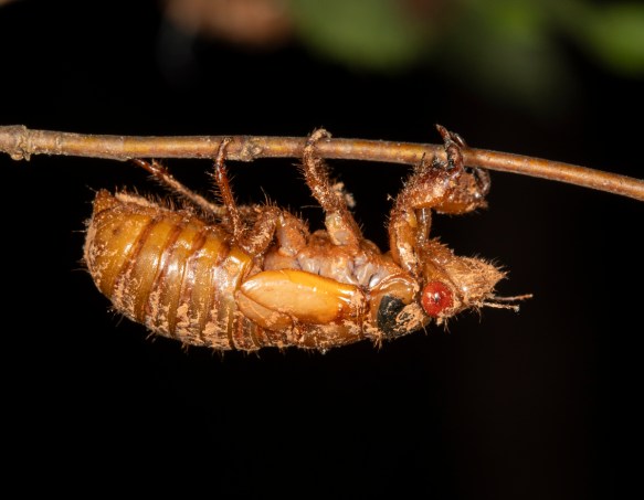 Roads End Naturalist | Educating myself and others about the natural ...