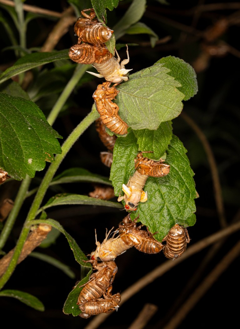 Roads End Naturalist | Educating myself and others about the natural ...