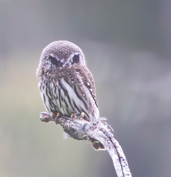 Roads End Naturalist | Educating myself and others about the natural ...