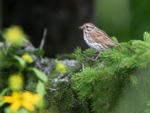Roads End Naturalist | Educating myself and others about the natural ...