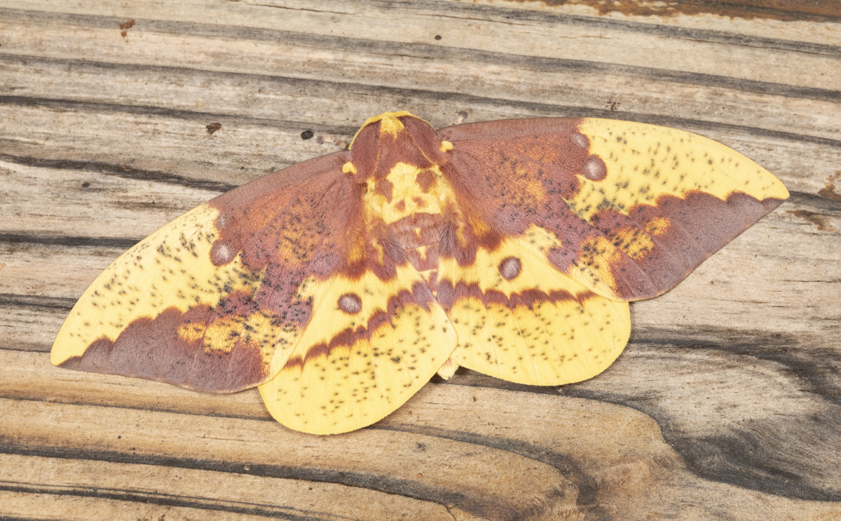 moths – Roads End Naturalist