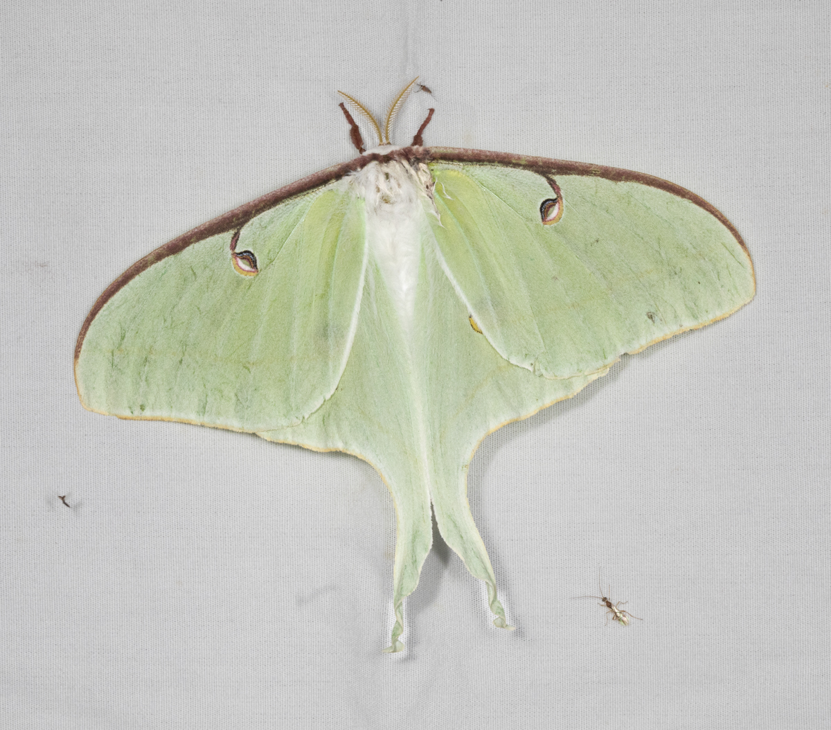 Night Beauties | Roads End Naturalist