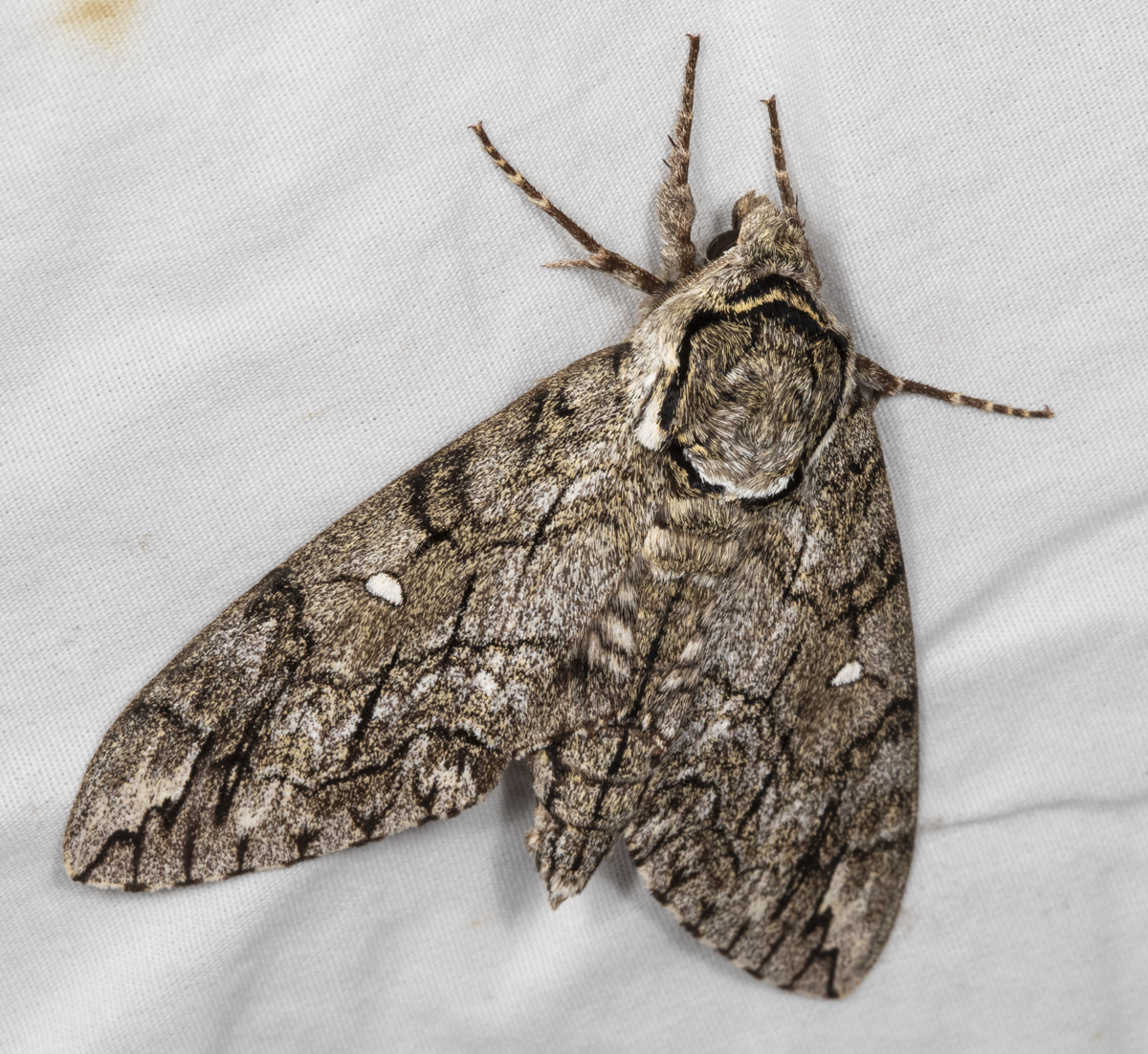 moths – Roads End Naturalist