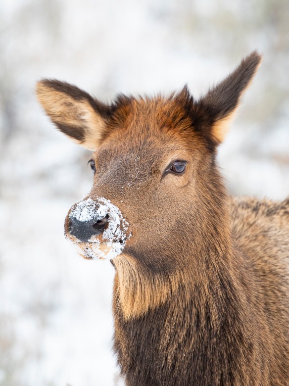 Yellowstone | Roads End Naturalist