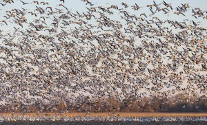 roadsendnaturalist | Roads End Naturalist