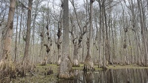 roadsendnaturalist | Roads End Naturalist