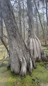 Roads End Naturalist | Educating myself and others about the natural ...