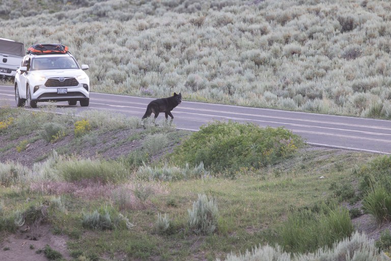 Roads End Naturalist – Exploring the natural world as we wander at the ...