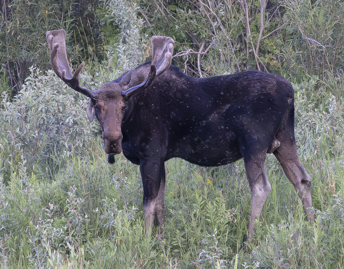Dewlap-a-doo – Roads End Naturalist
